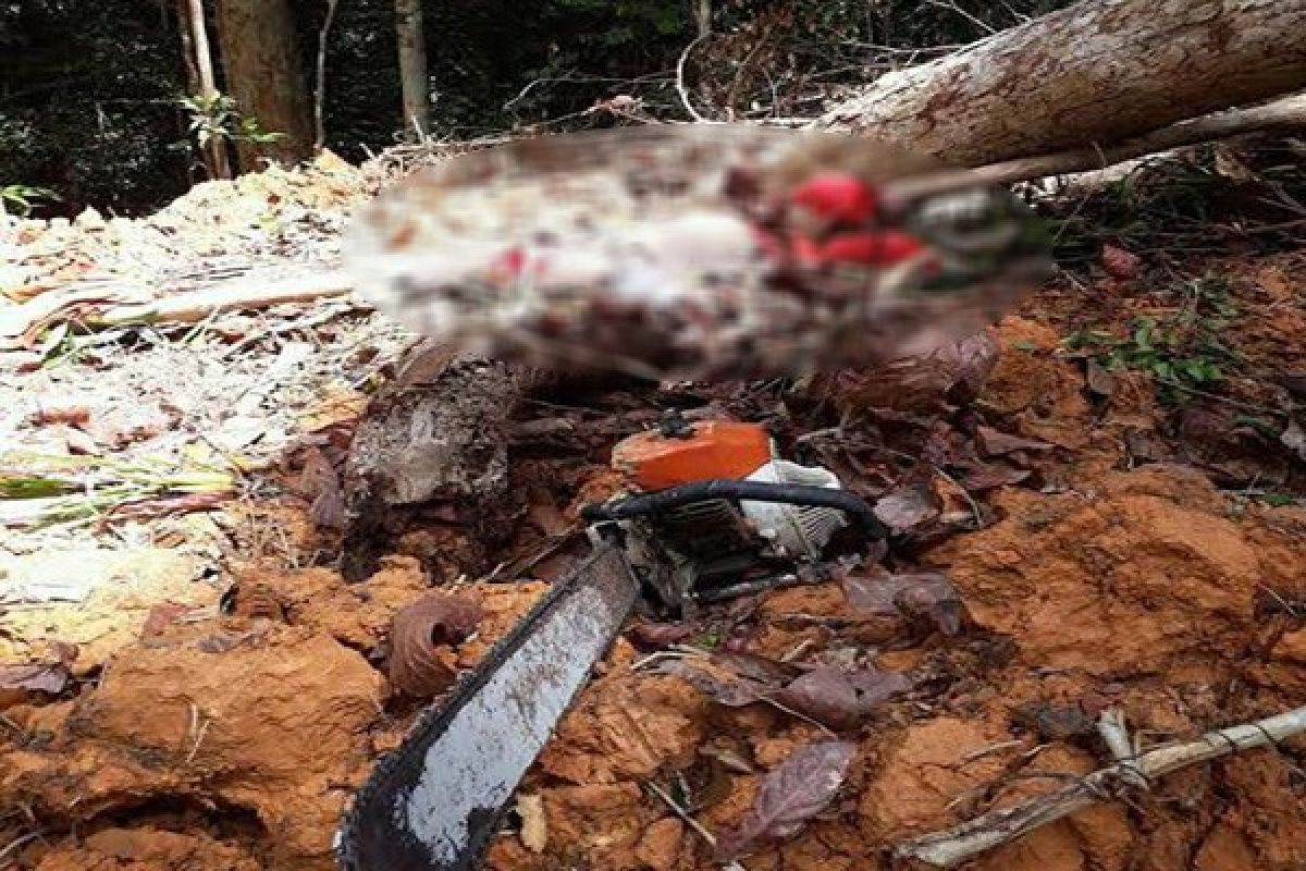 Karyawan PT BYMAL di Barito Utara Tewas Tertimpa Pohon - ANTARA News ...