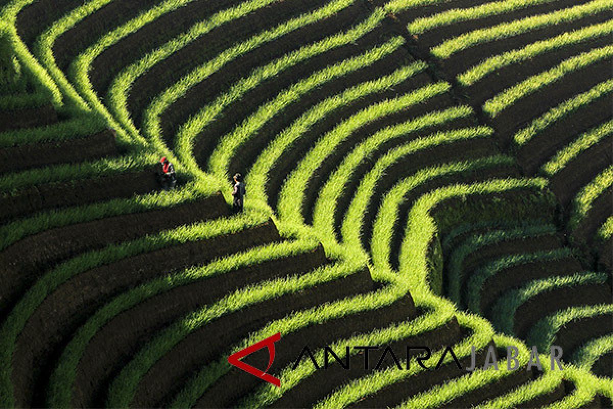 Pertanian Terasering Majalengka - ANTARA News Jawa Barat