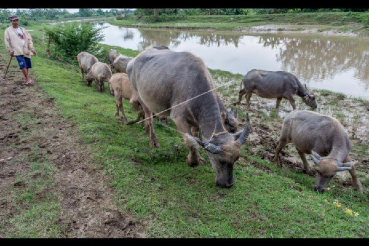 Lebak Dorong Populasi Ternak Kerbau Meningkat - ANTARA News Banten