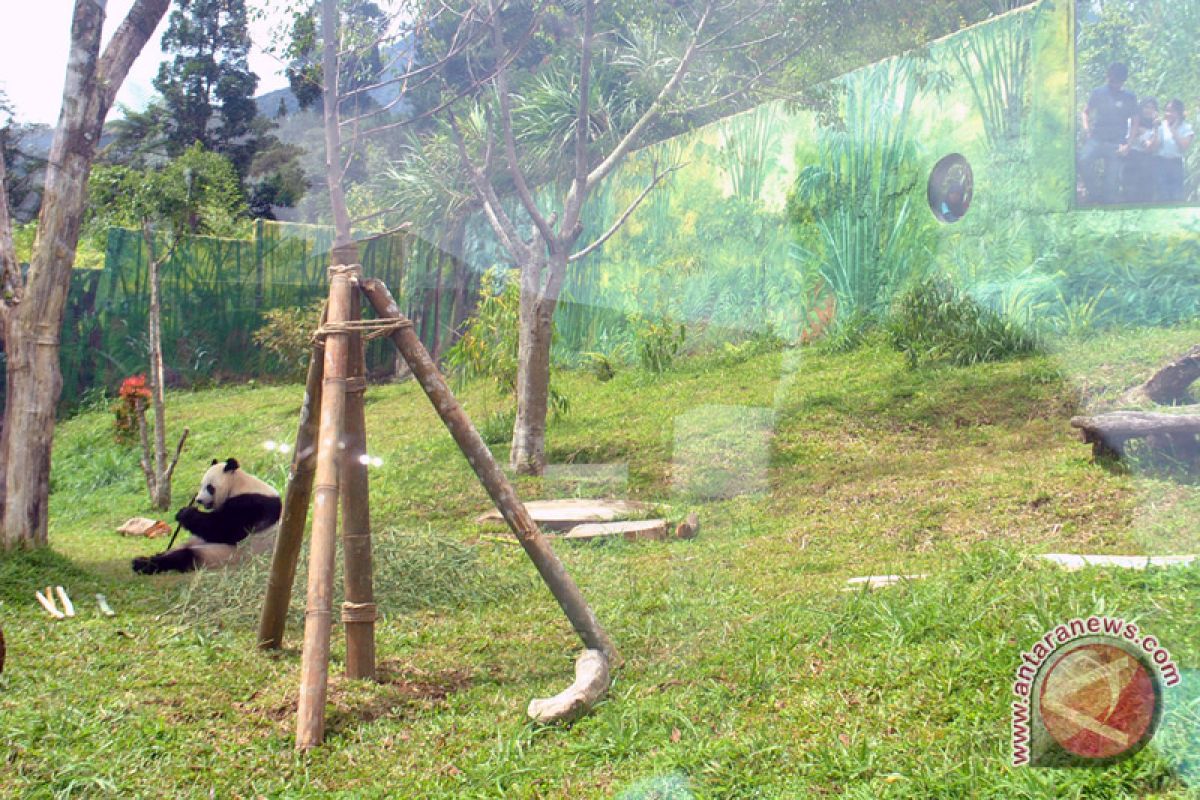 Wisata Istana Panda Indonesia - ANTARA News