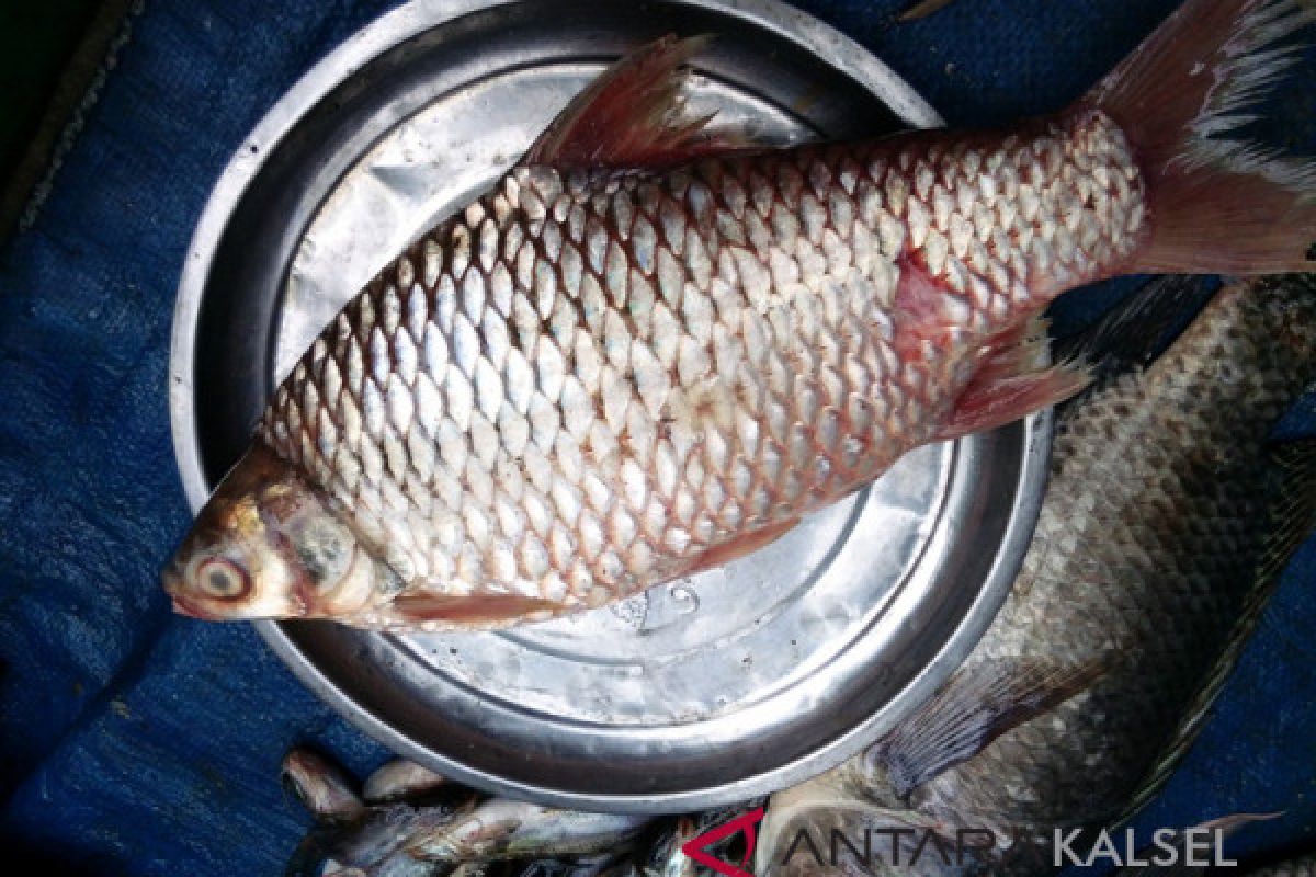 Perikanan HSU Dongkrak Ekonomi Keluarga - ANTARA News Kalimantan Selatan