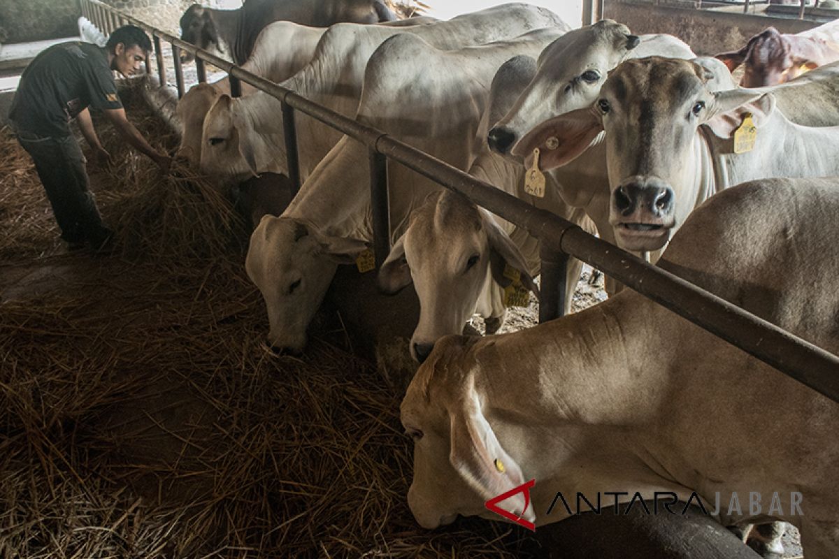 Target Populasi Sapi Nasional - ANTARA News Jawa Barat