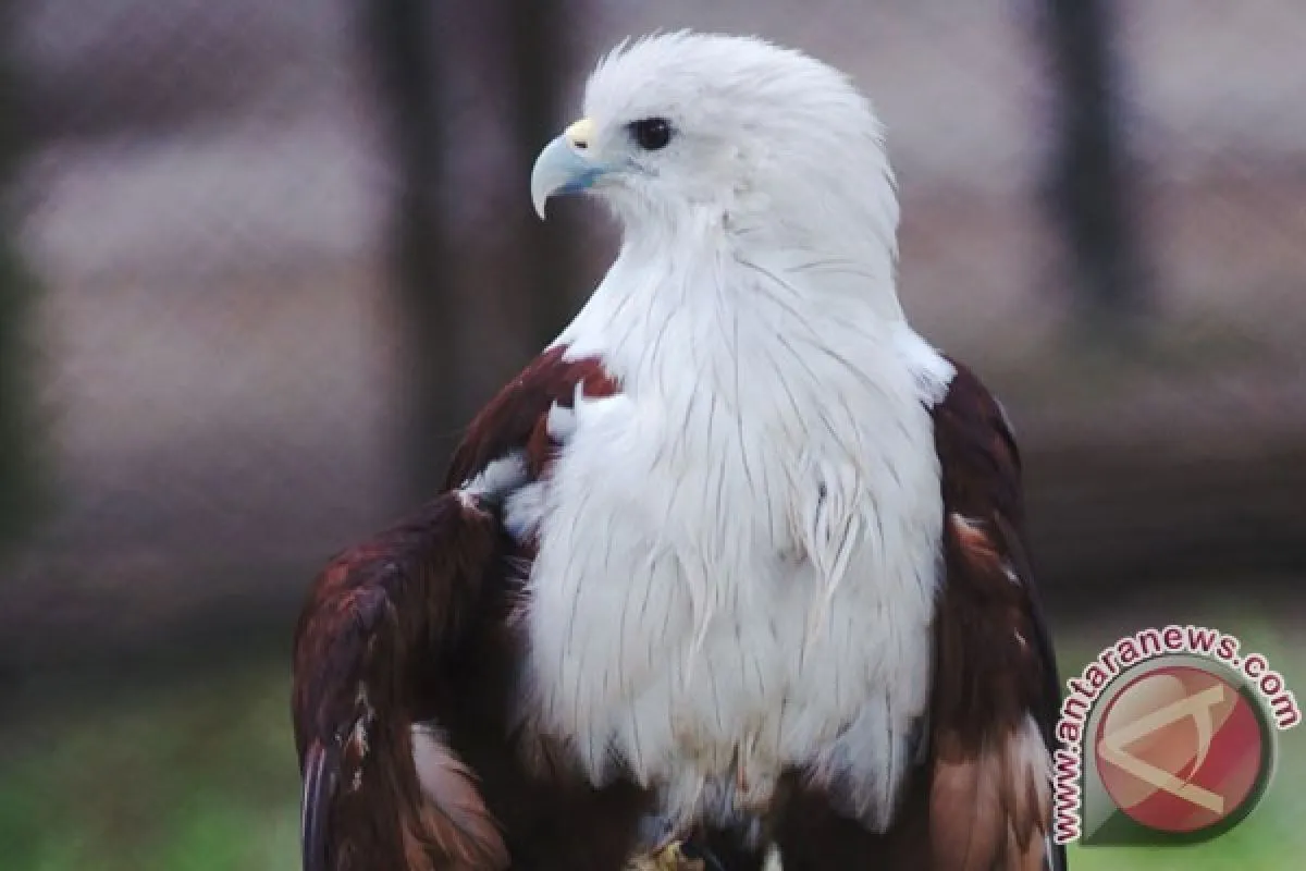Jual Elang Bondol