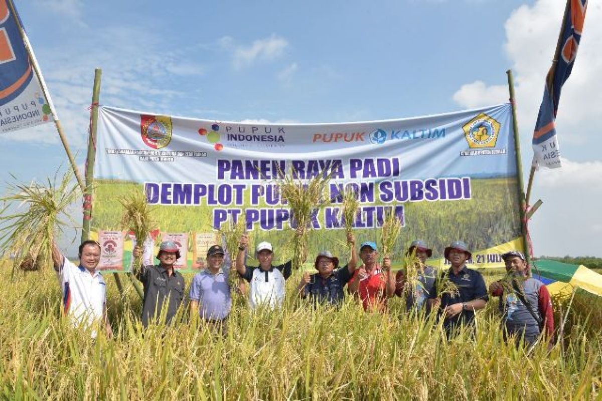 Keberhasilan demplot Pupuk Kaltim tingkatkan produktivitas pertanian ...
