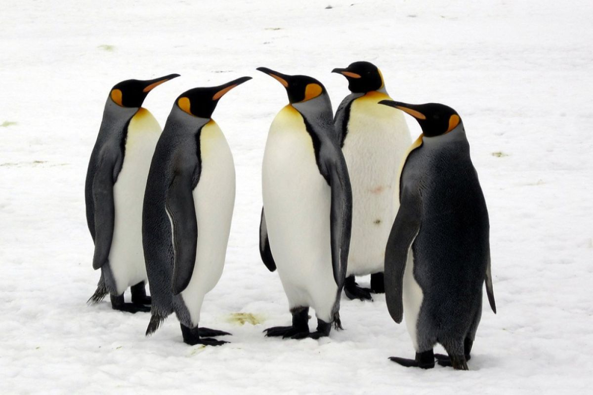 Koloni terbesar penguin raja susut 90 persen - ANTARA News