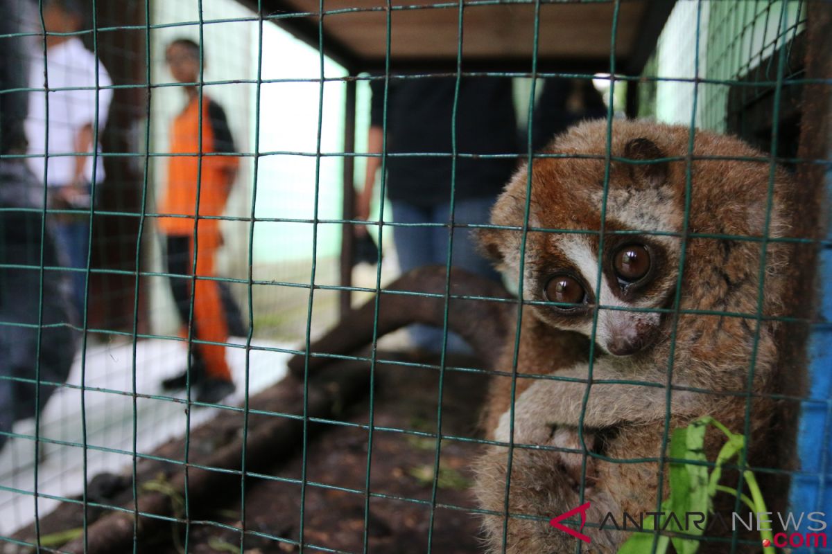 Perdagangan Satwa Dilindungi - ANTARA News
