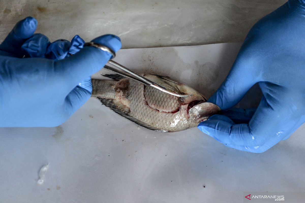 Pemeriksaan sampel penyakit ikan - ANTARA News