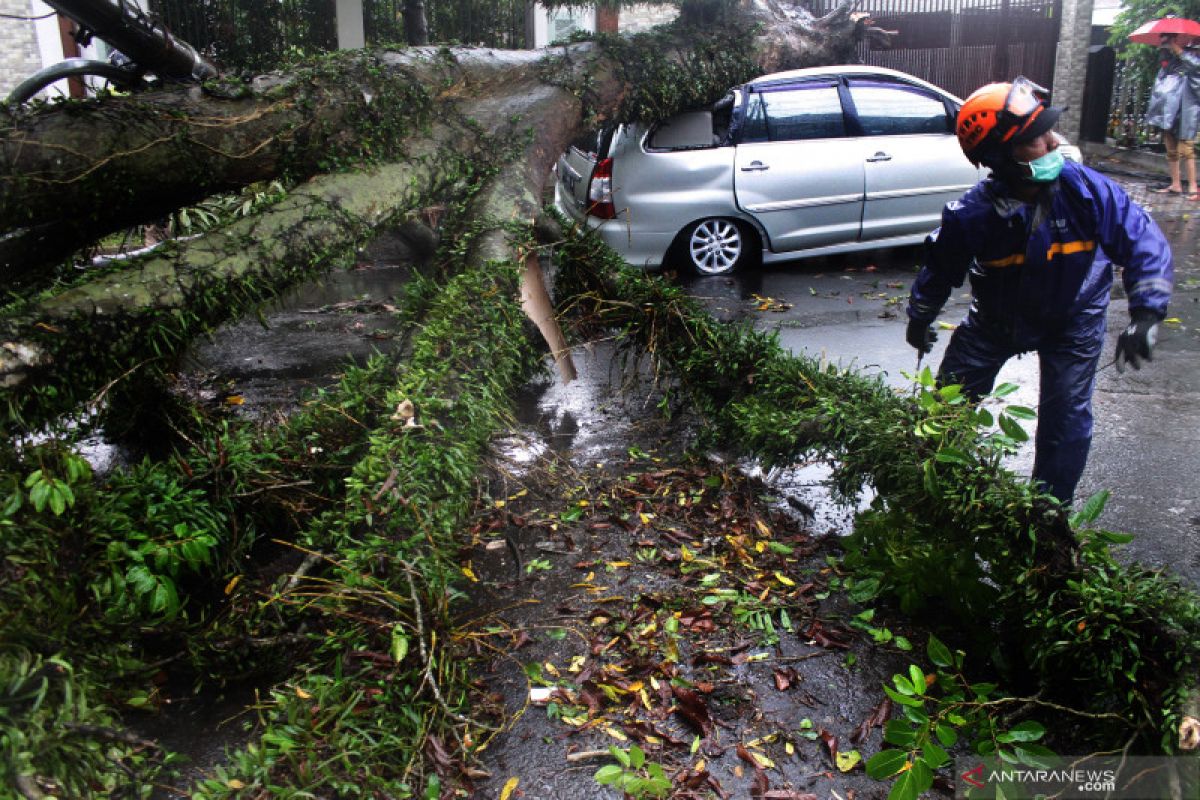 Mobil tertimpa pohon tumbang di Malang - ANTARA News
