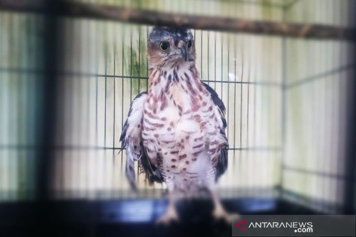 Warga Sampit serahkan elang jenis alap-alap yang hampir punah ke BKSDA ...