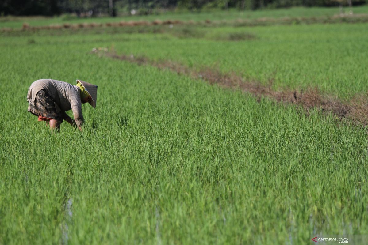 Capaian program cetak sawah baru - ANTARA News Sulawesi Tenggara