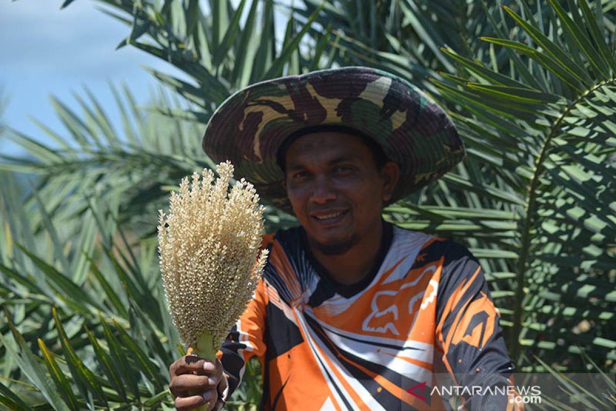 Khasiat bunga jantan pohon kurma - ANTARA News Aceh