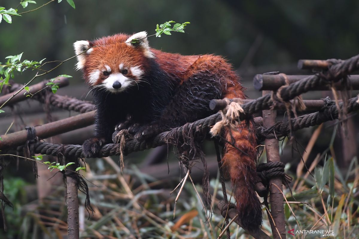 Panda Merah Chengdu - ANTARA News