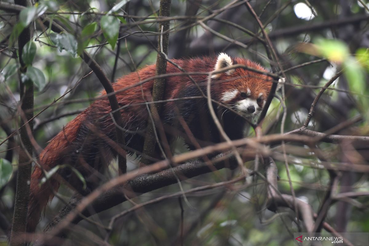 Panda Merah Chengdu - ANTARA News