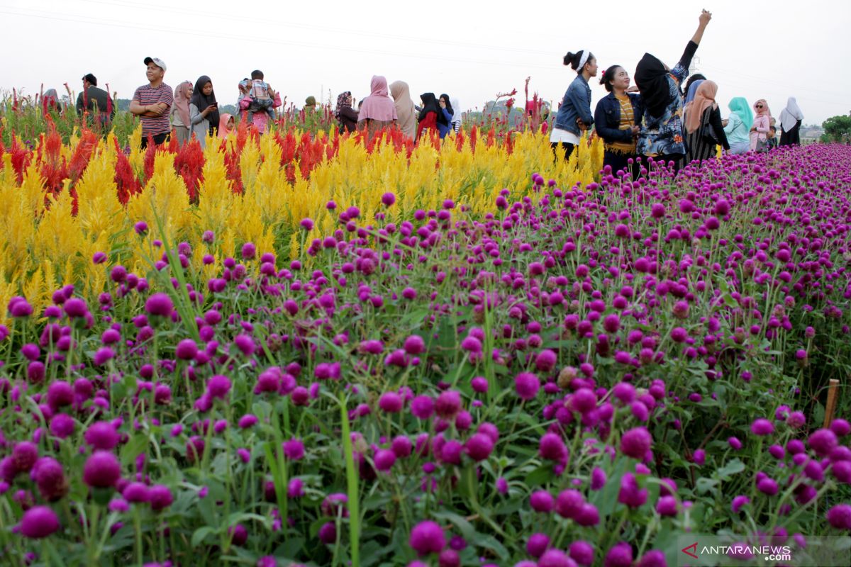 Wisata kebun bunga - ANTARA News