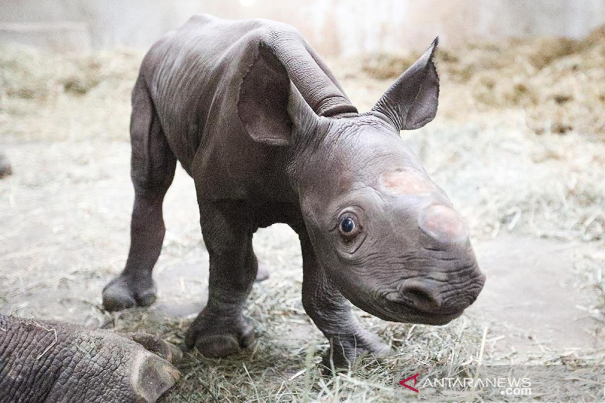 Kelahiran badak hitam di kebun binatang Michigan - ANTARA News