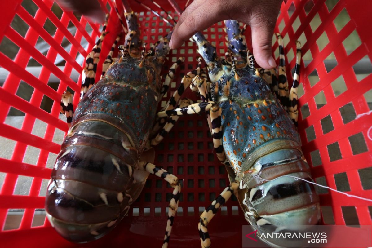 Lobster kualitas ekspor - ANTARA News Aceh