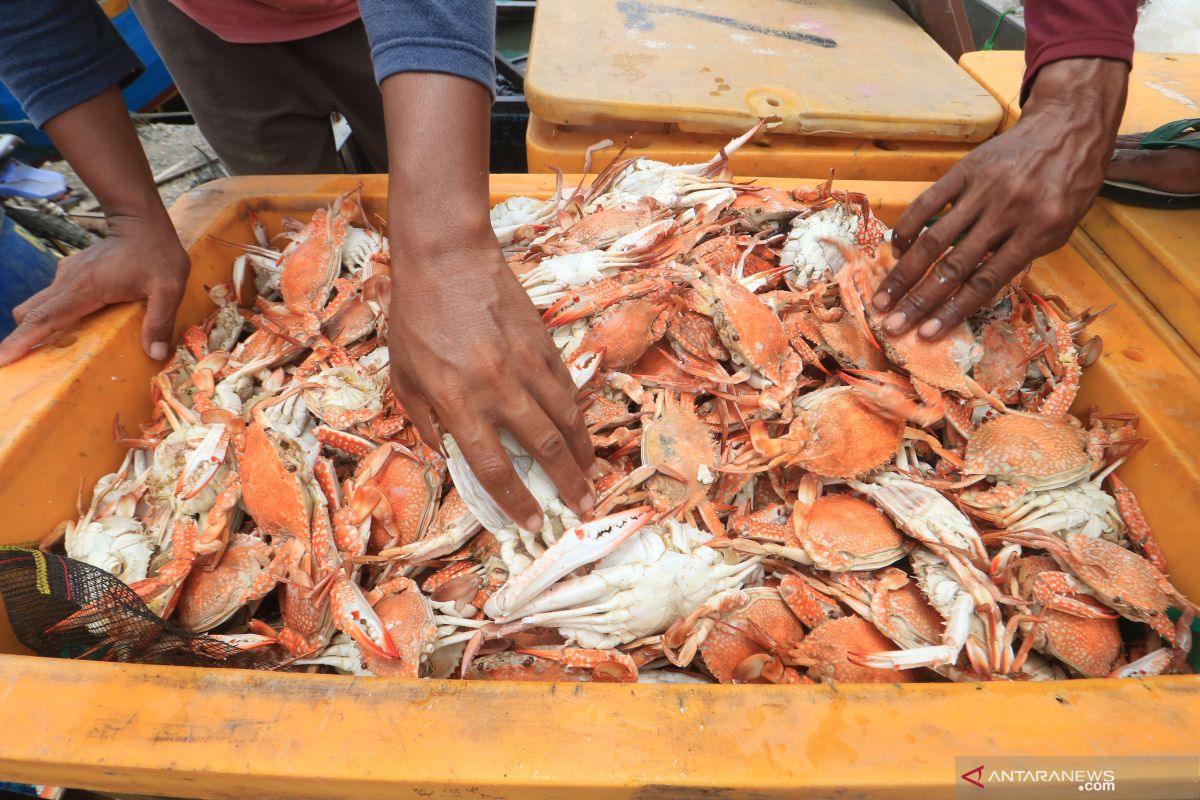 Target ekspor rajungan - ANTARA News