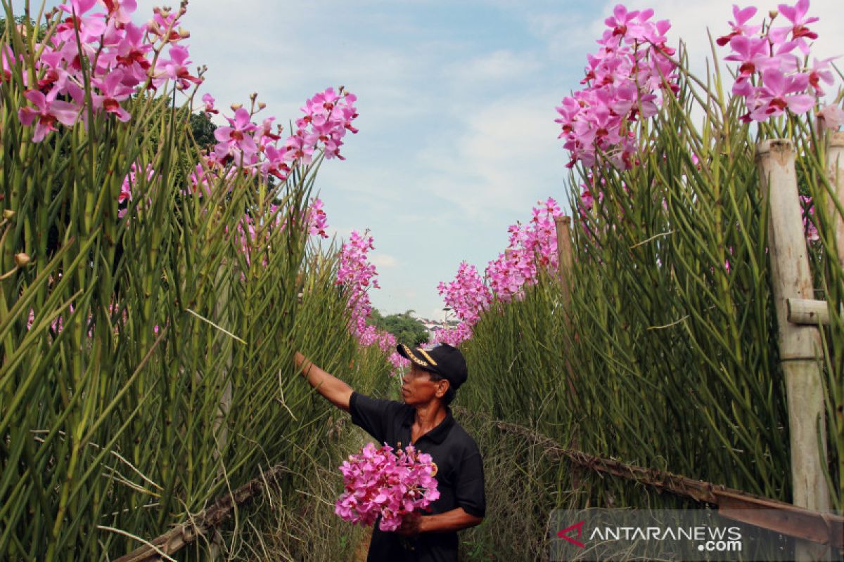 Petani anggrek terdampak pandemi COVID-19 - ANTARA News