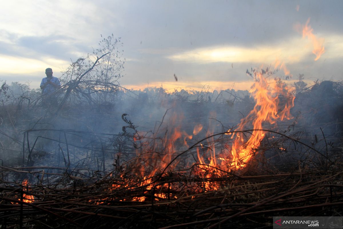 Kebakaran lahan gambut di Aceh Barat semakin meluas - ANTARA News