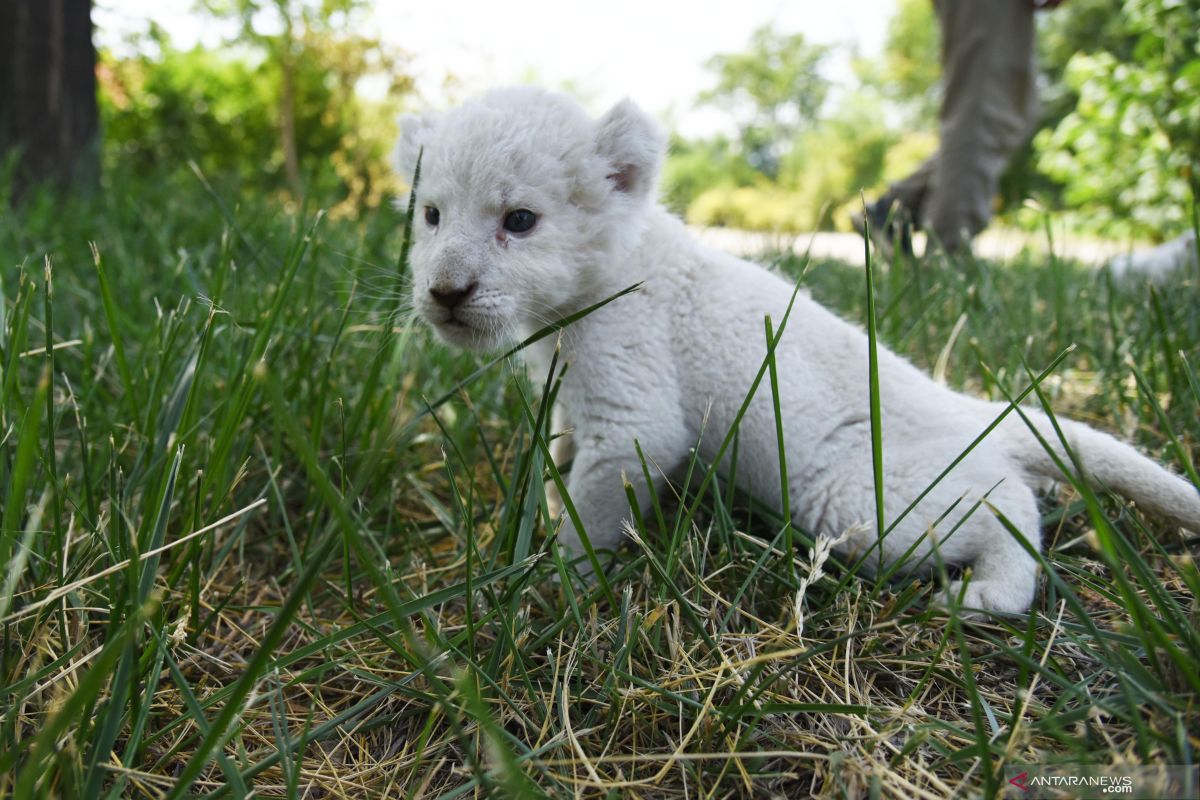 Bayi singa putih - ANTARA News