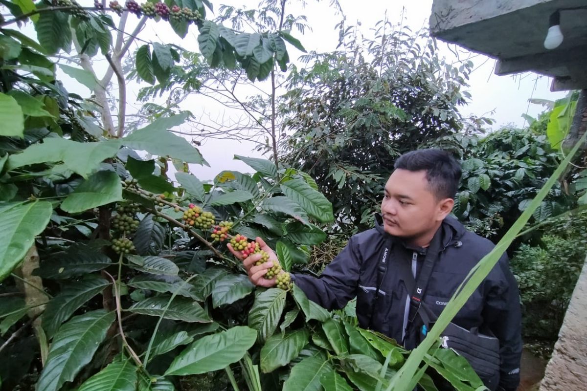 Petani kopi Kulon Progo menjual kopi secara daring - ANTARA News ...
