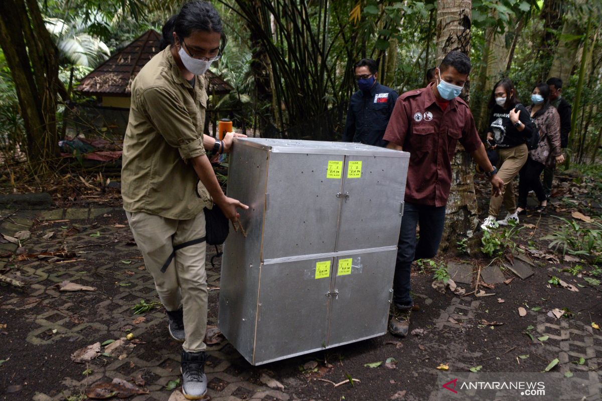 Repatriasi hewan endemik Indonesia dari Filipina - ANTARA News