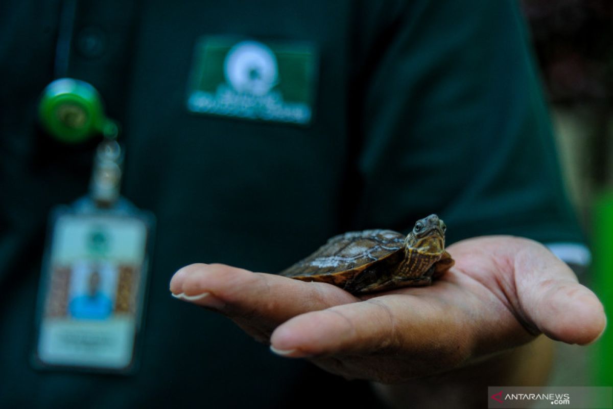 Kelahiran kura-kura ceper di Kebun Binatang Bandung - ANTARA News