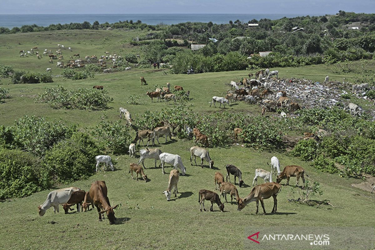 Ternak sapi di bukit Teletubbies - ANTARA News Jawa Barat