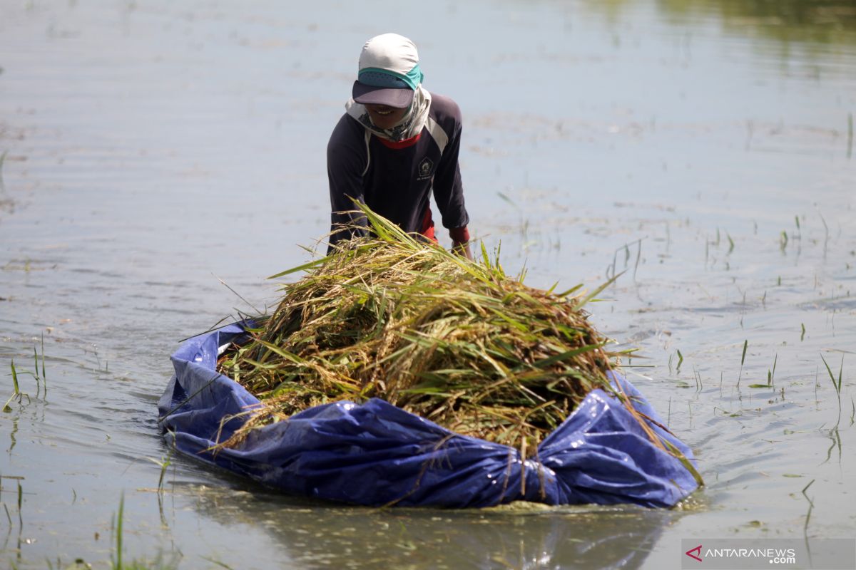 Panen padi terendam banjir - ANTARA News Jawa Timur