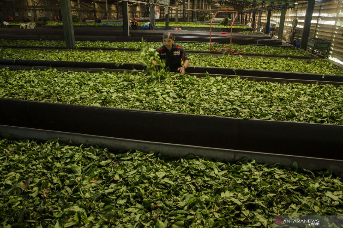 Pabrik penghasil teh hitam terbaik di Indonesia - ANTARA News