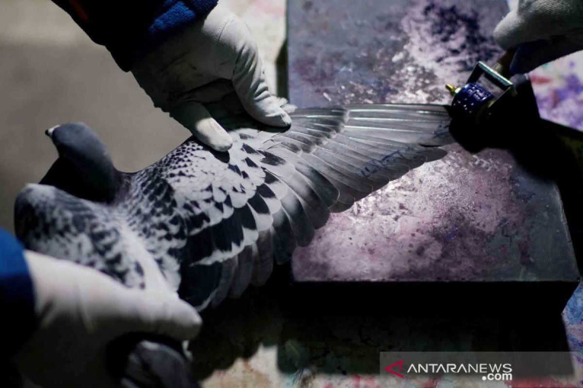 Menilik tradisi balapan burung merpati di China - ANTARA News