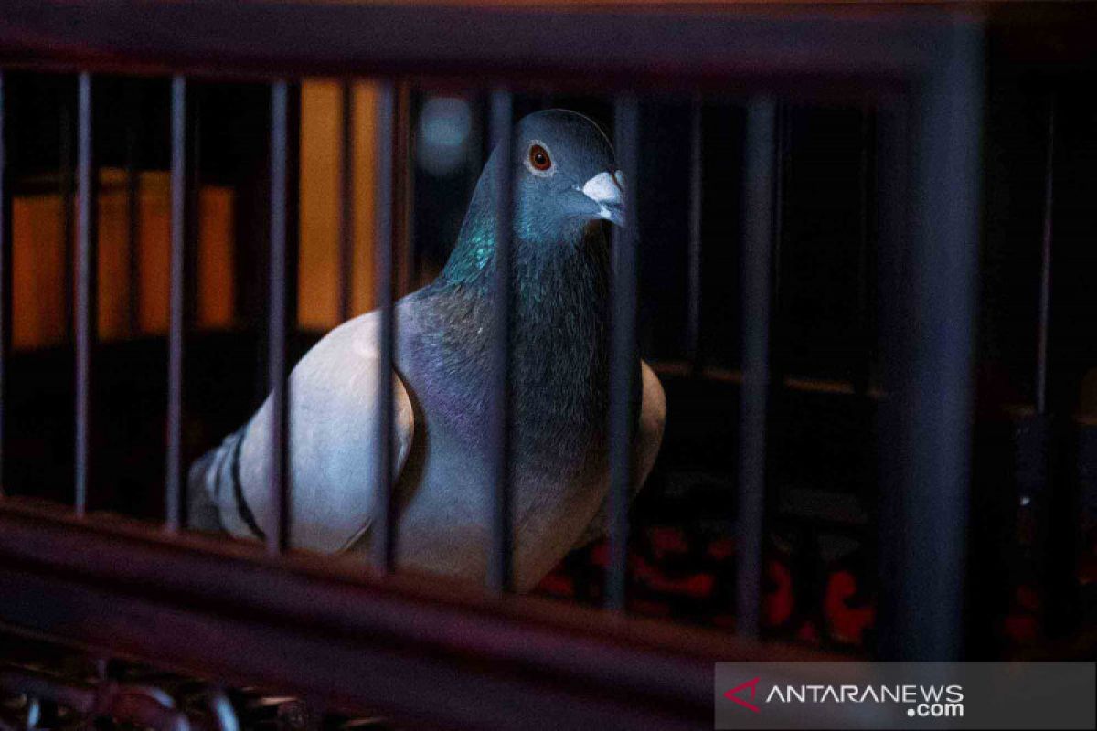 Menilik tradisi balapan burung merpati di China - ANTARA News