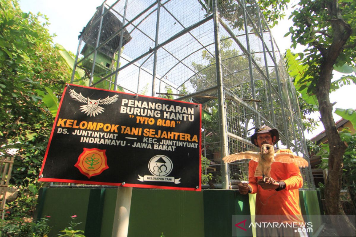 Burung hantu sebagai predator alami hama tikus - ANTARA News