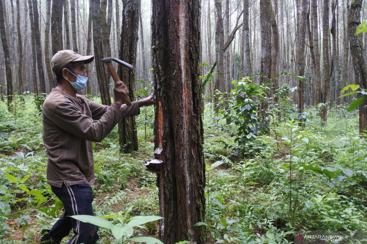 Petani Tutupi Wadah Getah Pinus - ANTARA News Jawa Timur