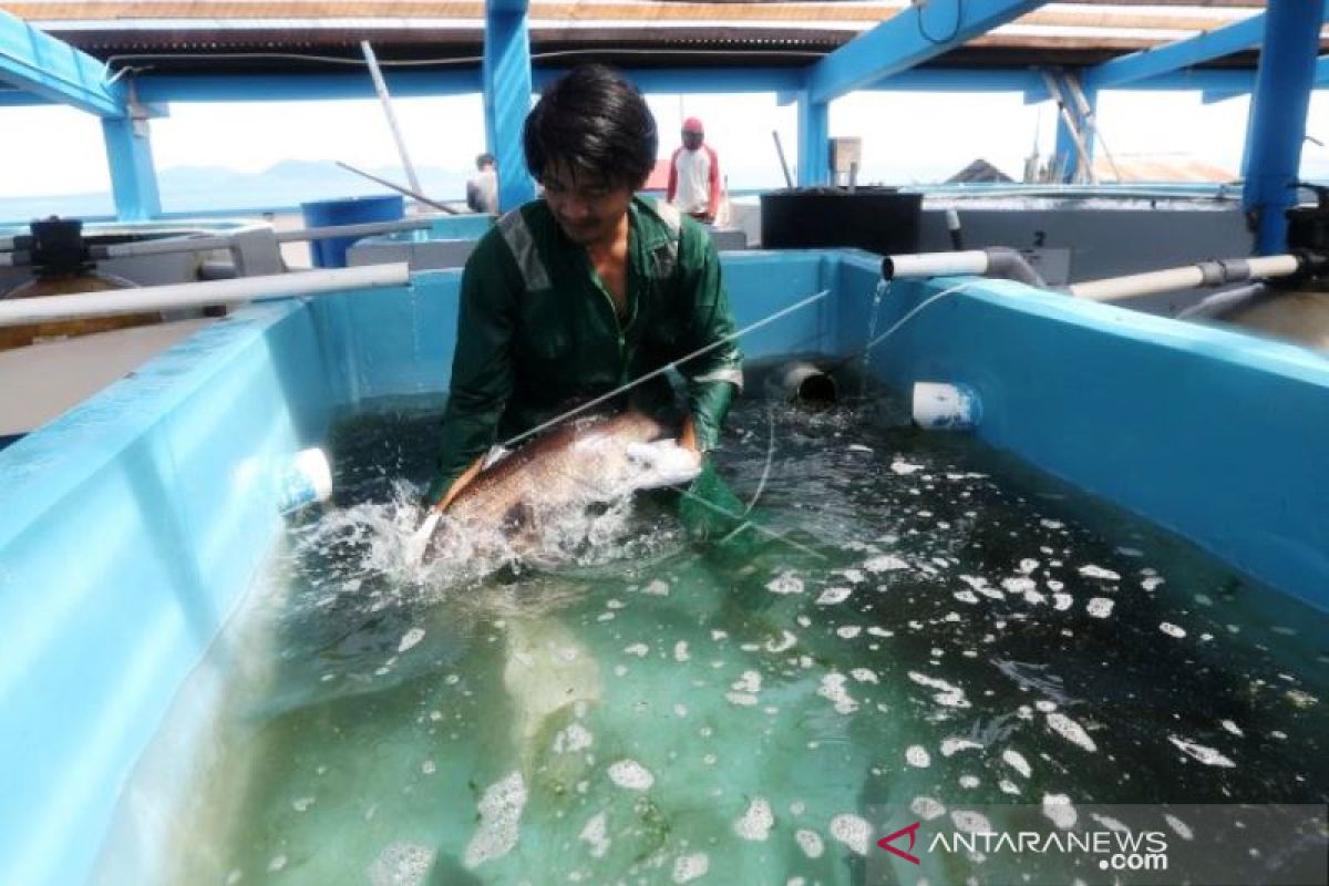 Perawatan Induk Ikan Budi Daya - ANTARA News Papua