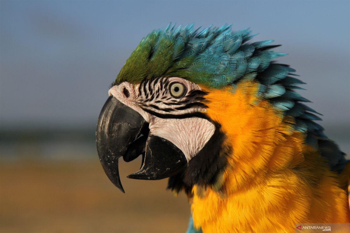 Komunitas Free Fly burung macau - ANTARA News