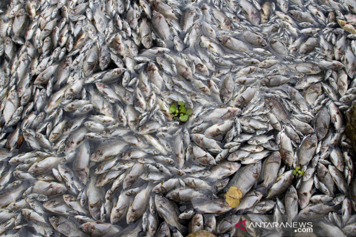 Ikan mati di Danau Maninjau - ANTARA News