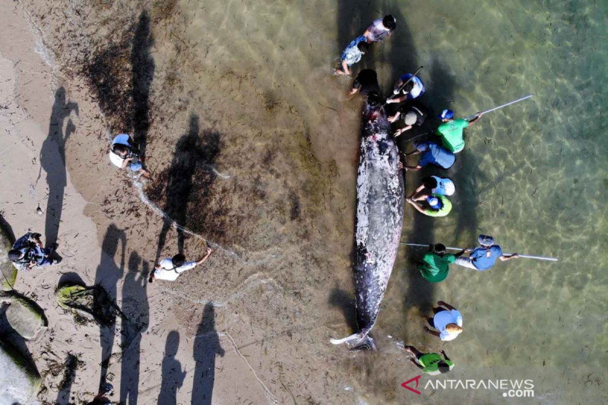 Paus mati terdampar di Pantai Mertasari - ANTARA News