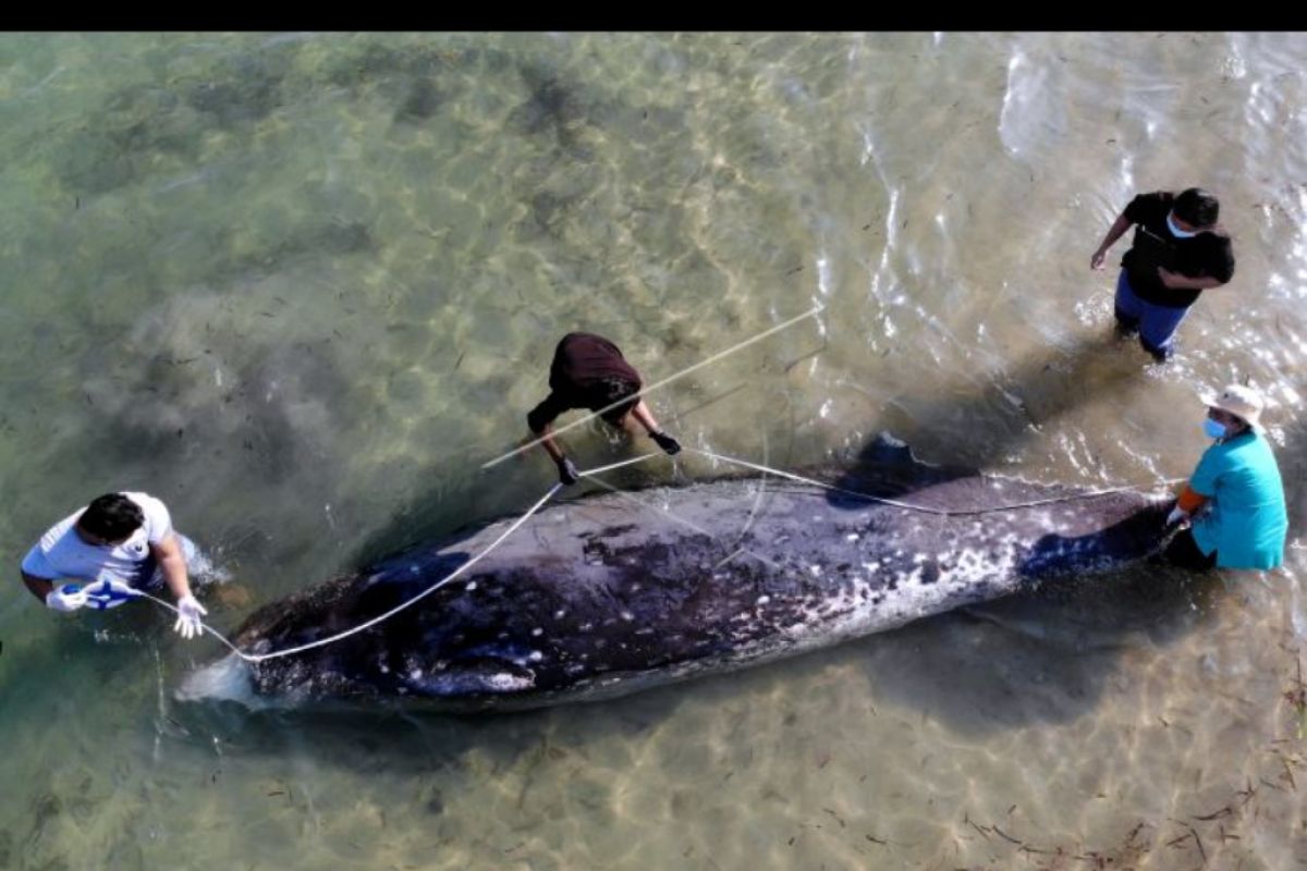 Paus mati terdampar di Pantai Mertasari - ANTARA News Bali