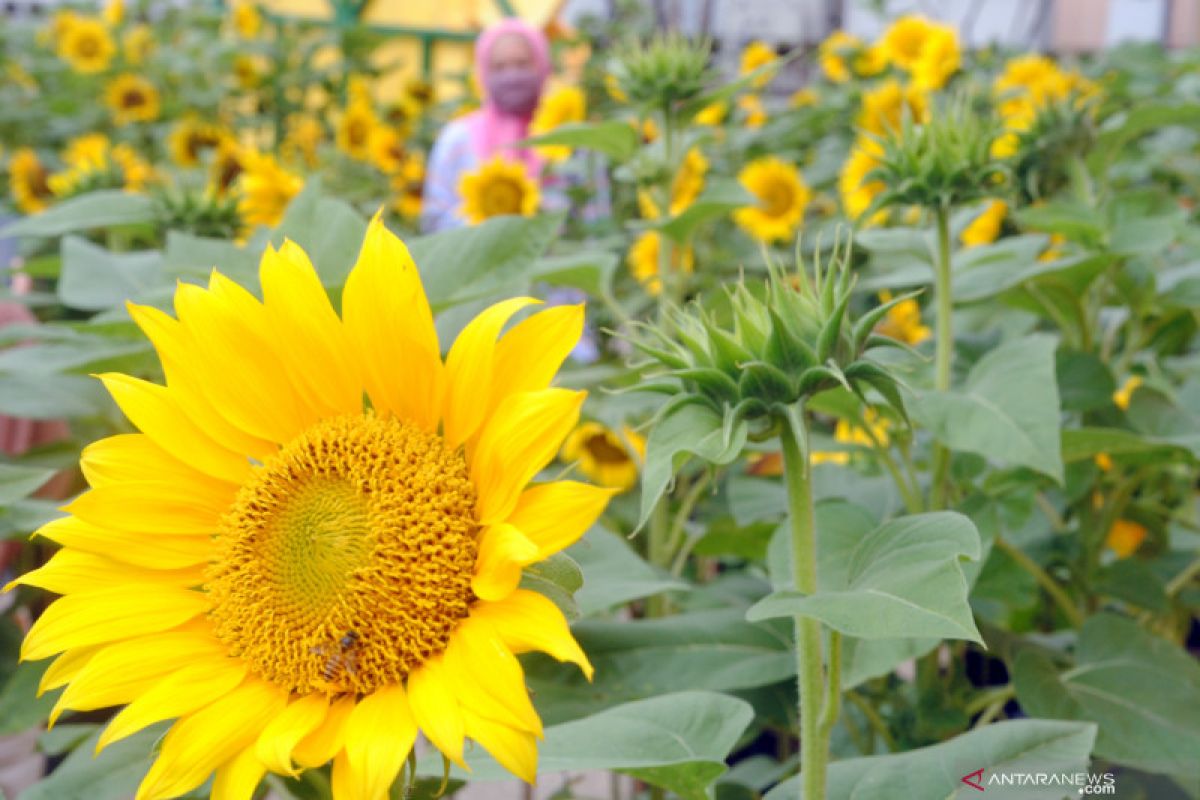 Taman Bunga Matahari di atap gedung pusat perbelanjaan di Kota Bogor ...