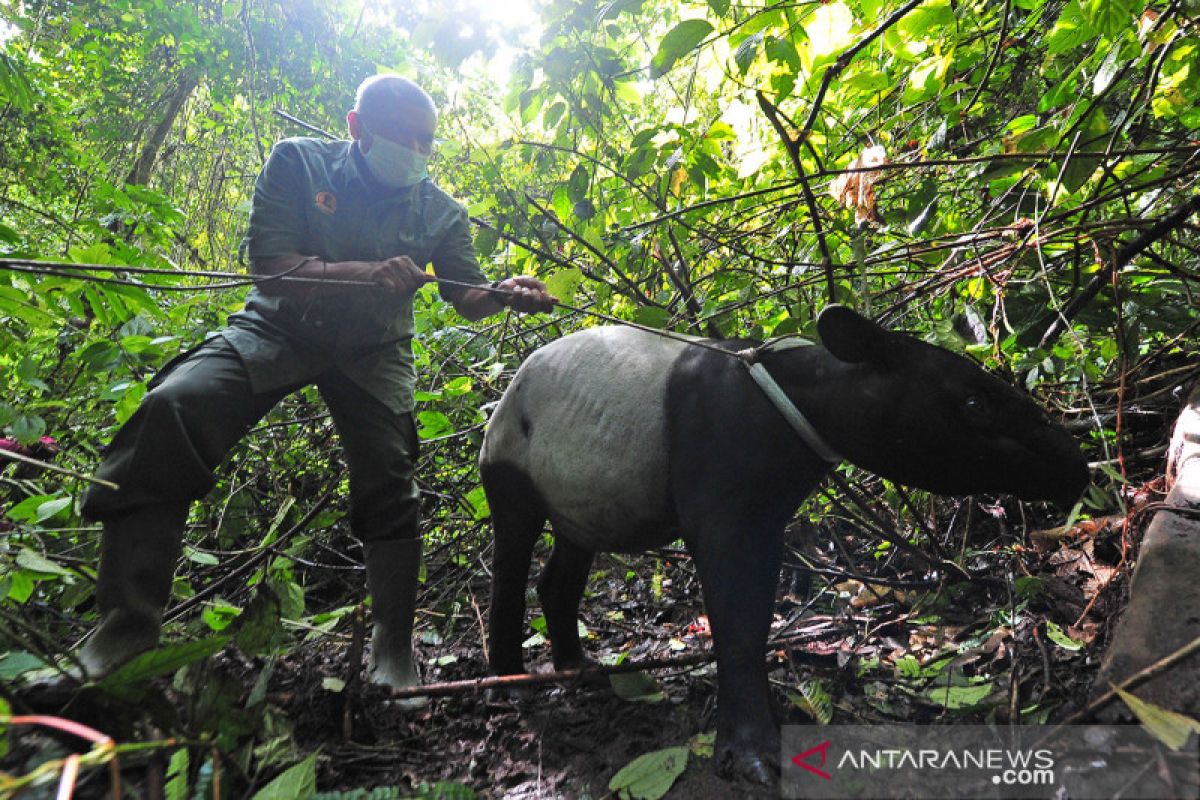 Pelepasliaran satwa liar di Taman Nasional Kerinci Seblat - ANTARA News
