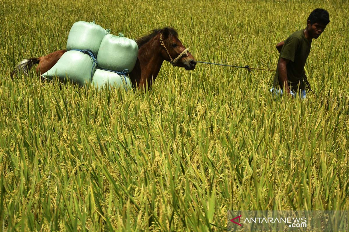 Kuda angkut hasil panen padi di Gowa - ANTARA News