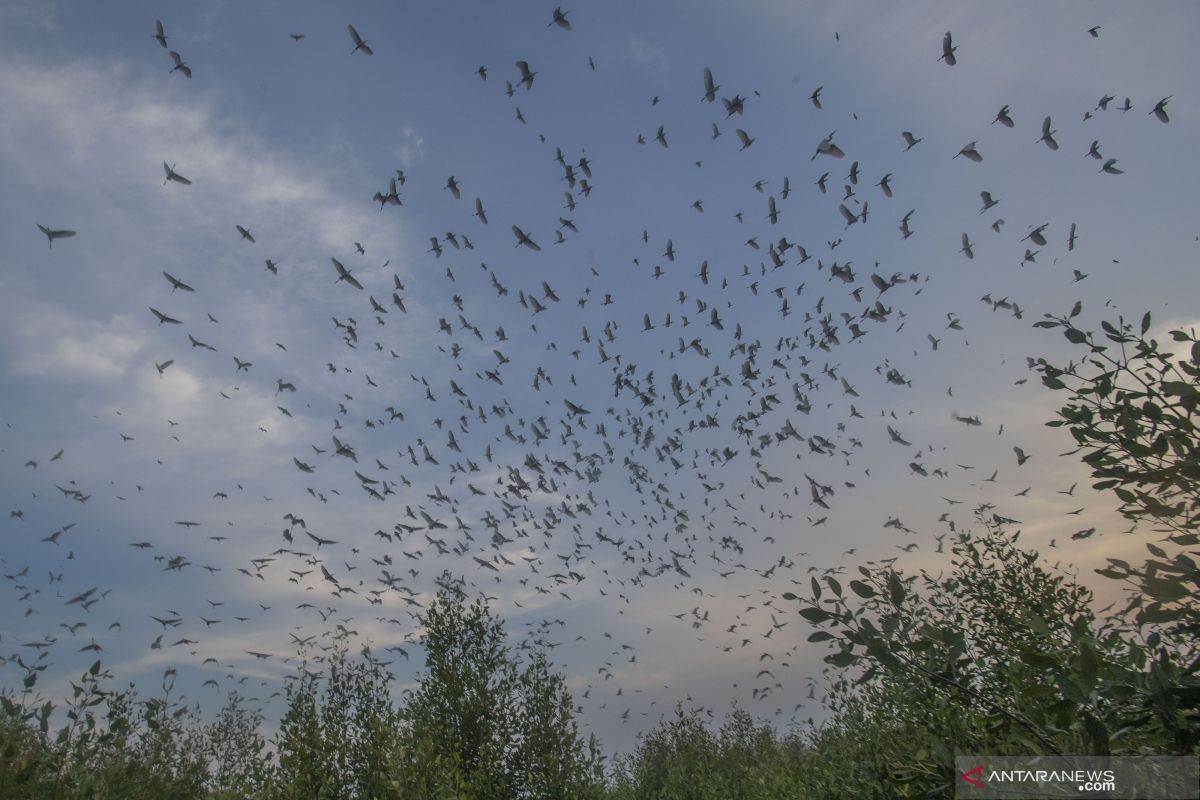 Habitat burung bangau di hutan bakau Karawang - ANTARA News