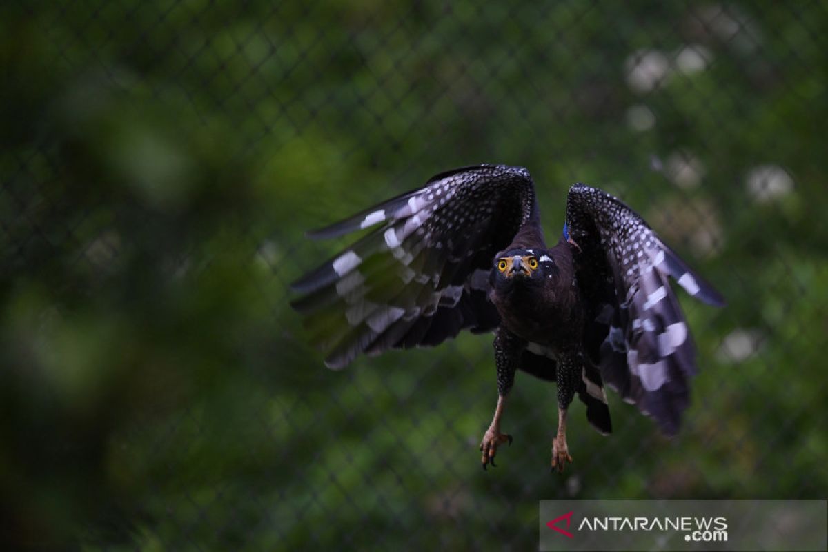 Konservasi burung Elang di Kamojang - ANTARA News
