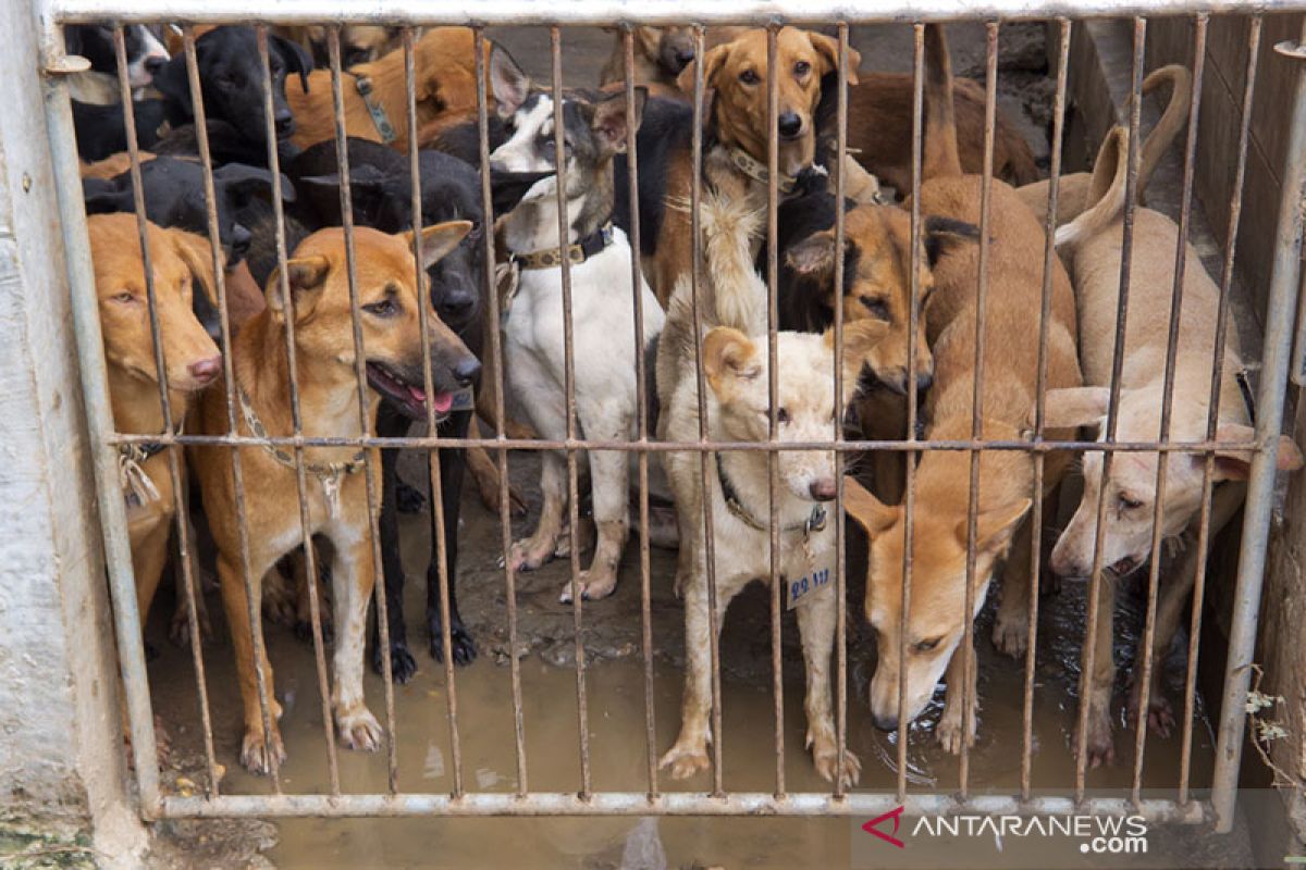 Pasar Jaya benarkan oknum pedagang jual daging anjing di Pasar Senen ...