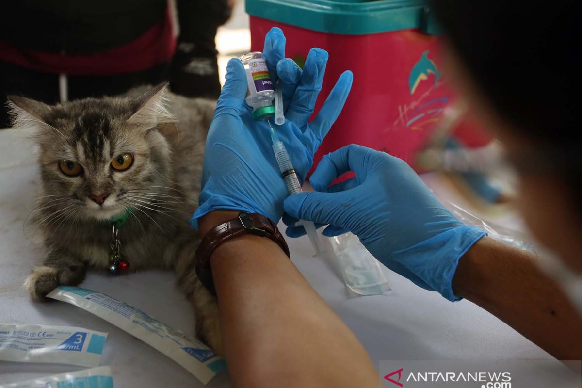 Vaksin rabies gratis di Jakarta - ANTARA News