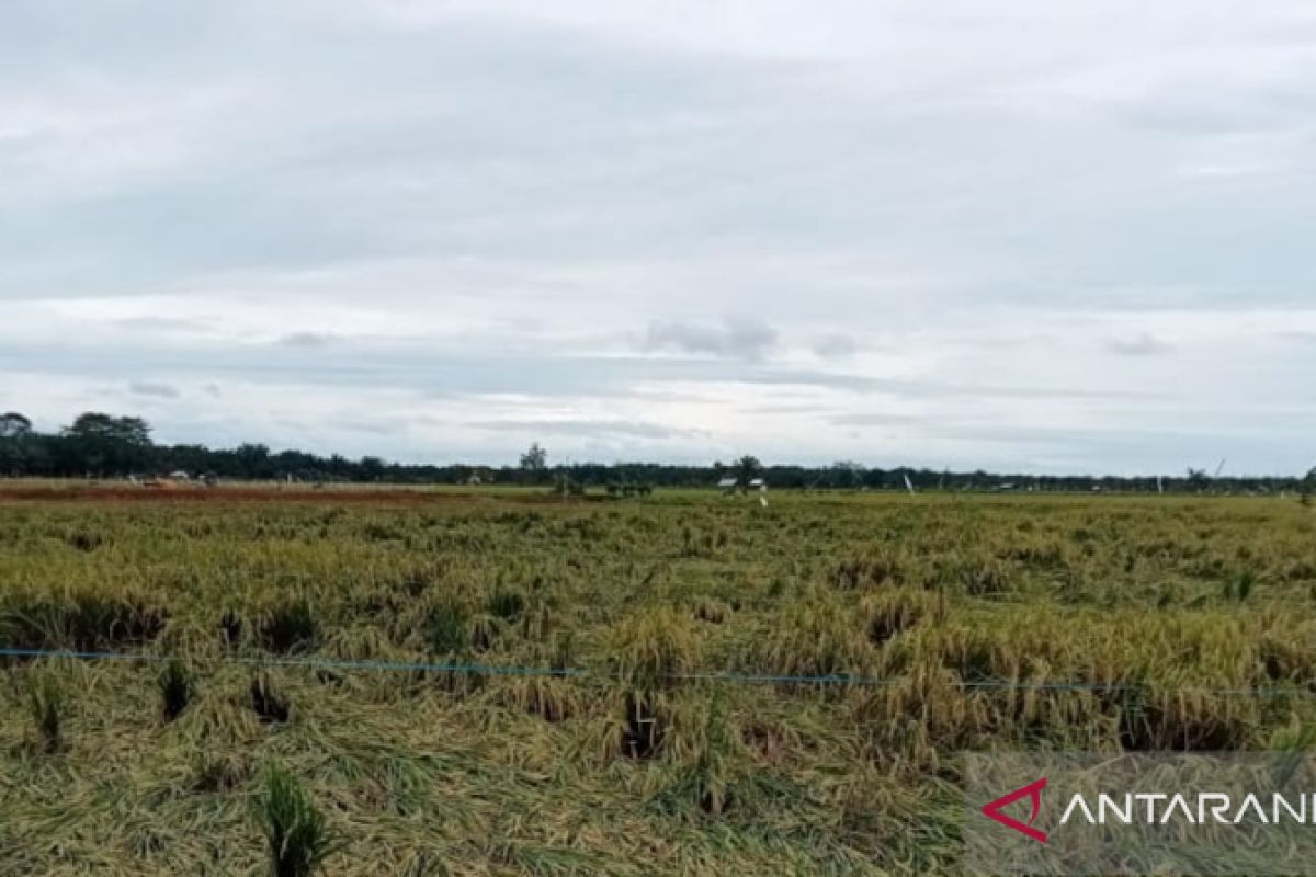 Ratusan hektare tanaman padi di Mukomuko terdampak banjir - ANTARA News ... Ratusan hektare tanaman padi di Mukomuko terdampak banjir - ANTARA News ...