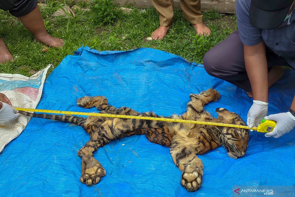 Kasus perdagangan kulit Harimau Sumatera - ANTARA News