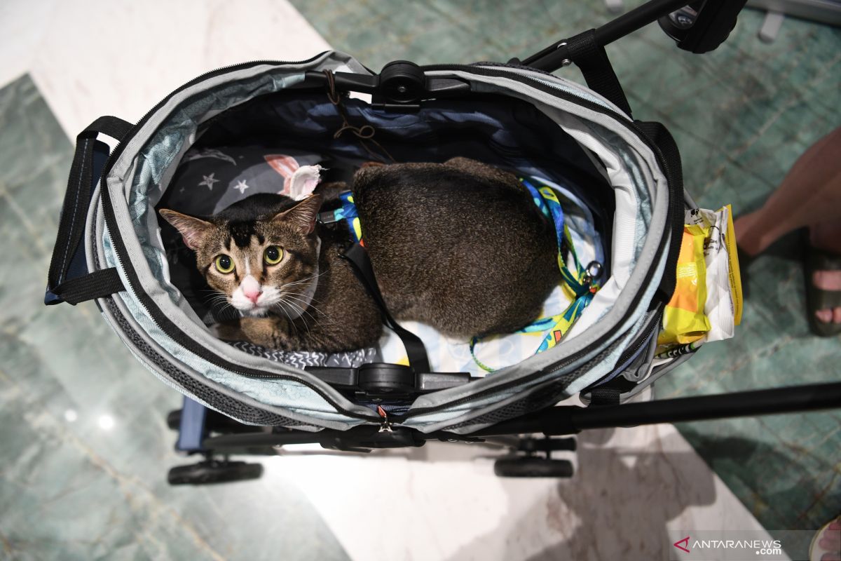 Festival Pecinta Kucing - ANTARA News