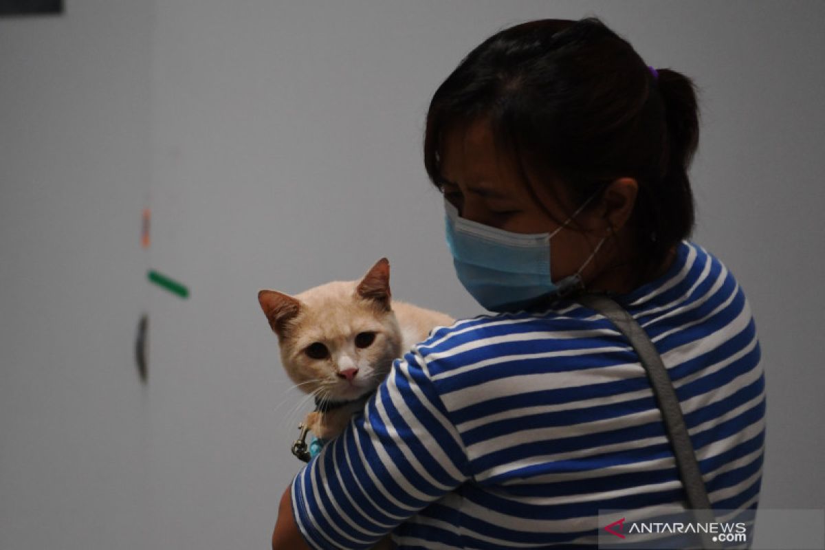 Festival Pecinta Kucing - ANTARA News